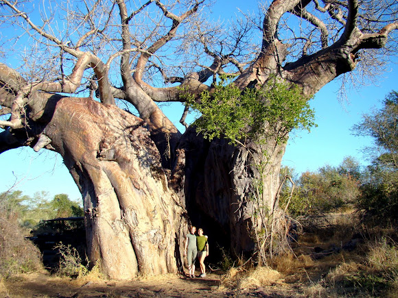 African Baobab | Project Noah