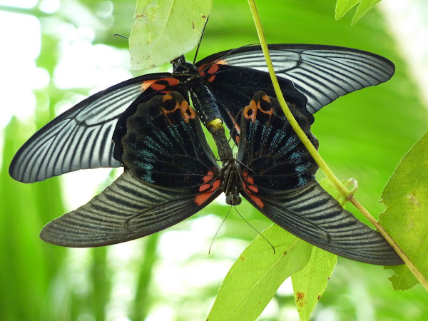 The Spangle | Project Noah