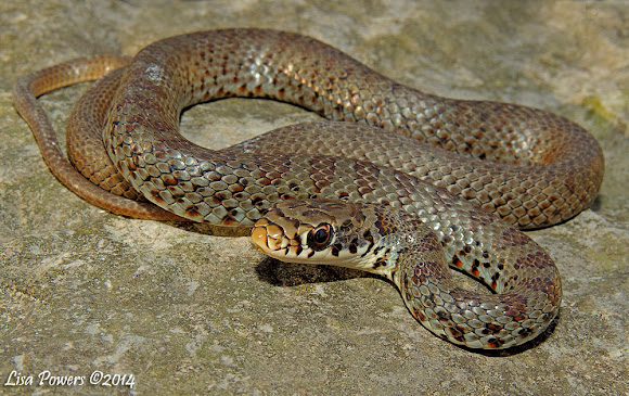 North American Racer - juvenile | Project Noah