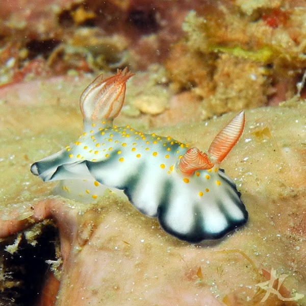 Hypselodoris bollandi | Project Noah