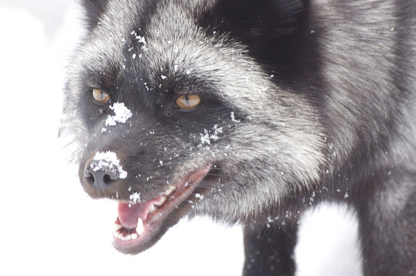 Silver Fox | Project Noah