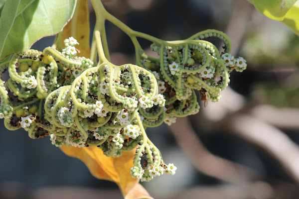 Octopus Bush | Project Noah