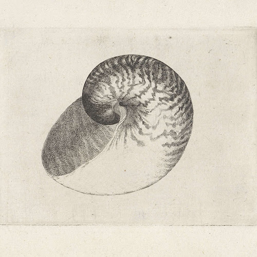 Schelp, nautilus pompilius, Wenceslaus Hollar, 1644 - 1652 - Rijksmuseum