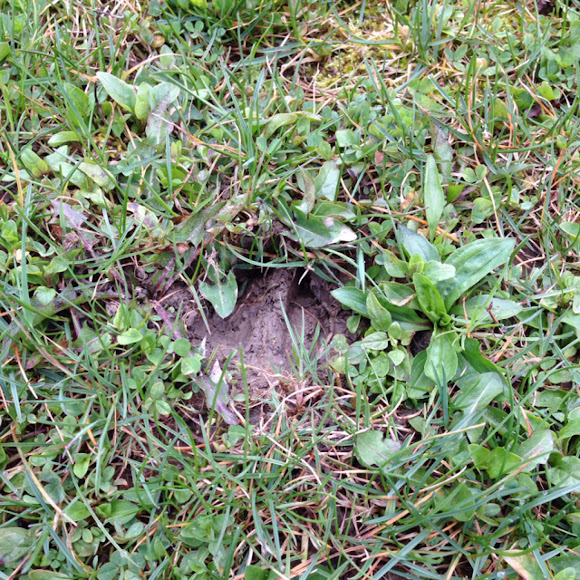 Spotting | Project Noah