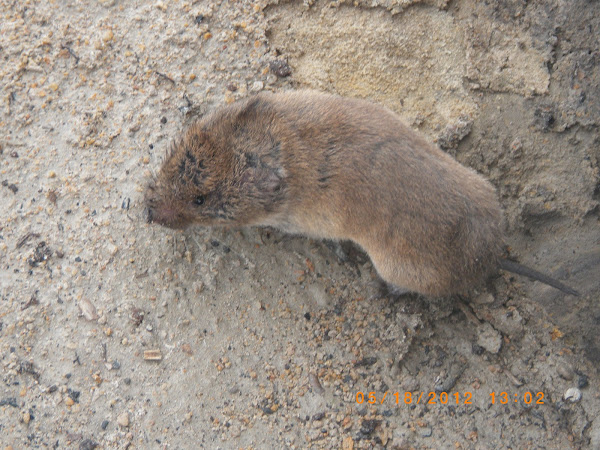 Woodland vole | Project Noah