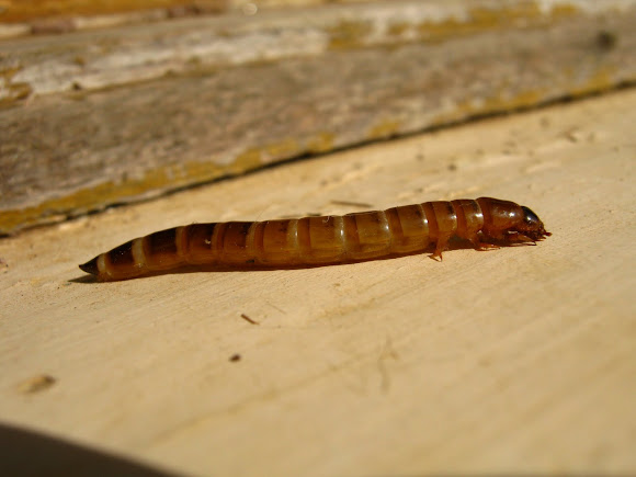 Click Beetle Larvae | Project Noah