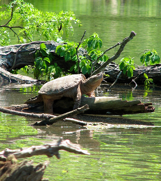 Common Snapping Turtle | Project Noah