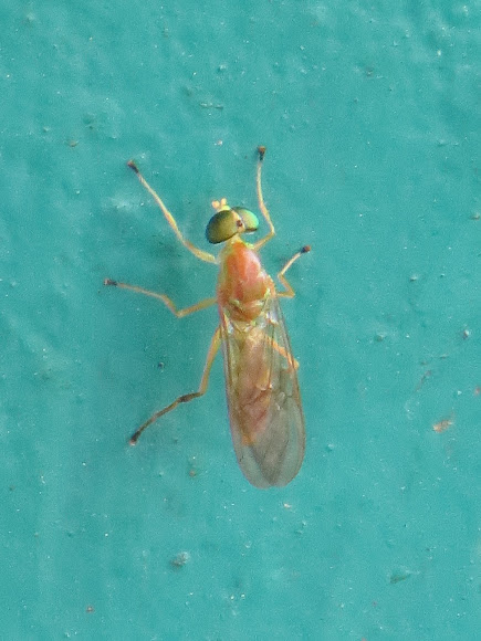 Hover fly | Project Noah