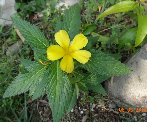 Cuban Buttercup | Project Noah