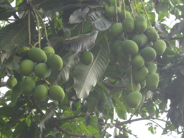 Mango | Project Noah