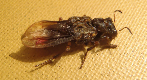 Transvestite Rove Beetle | Project Noah