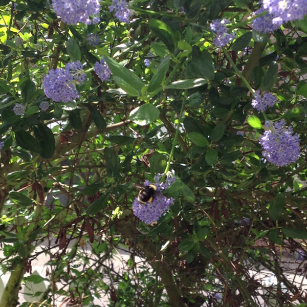 Yellow-faced bumble bee | Project Noah