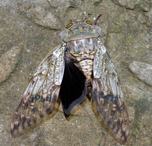 Axe-head cicada | Project Noah
