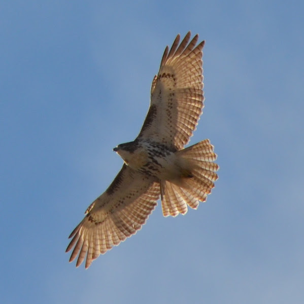 Red-tailed Hawk | Project Noah
