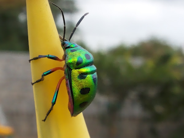 Jewel Bug | Project Noah
