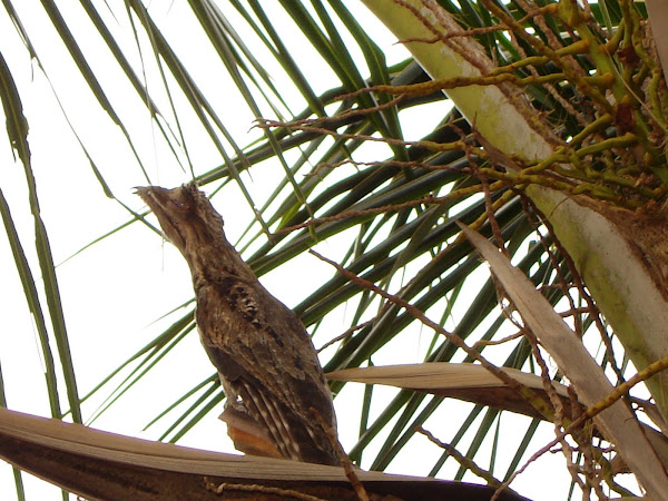 Urutal ou Mãe da Lua | Project Noah