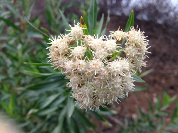 Mule-Fat | Project Noah