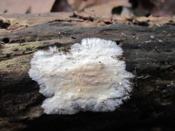 Byssomerulius corium [ Papierzwammetje (nl) ] | Project Noah