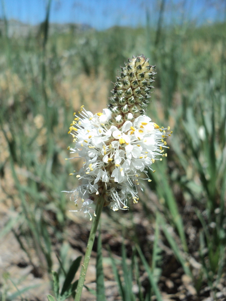White Prairie Clover | Project Noah