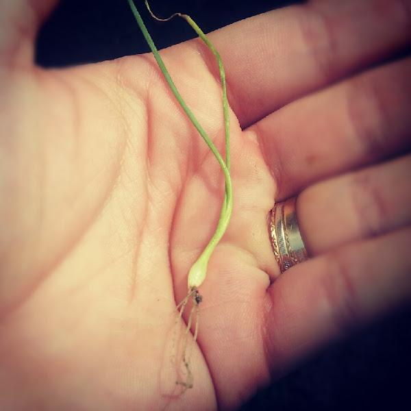 Onion | Project Noah