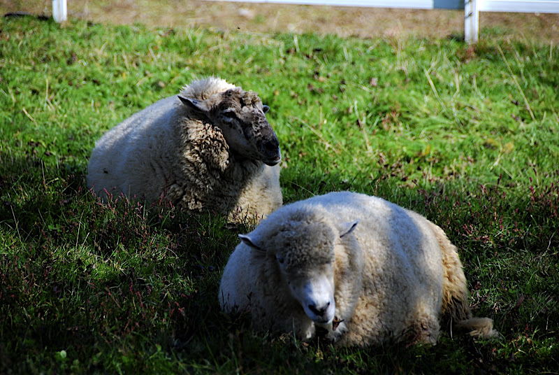 Down on the farm in Yamanashi Japan : Jacked-in || Movie Reviews ...