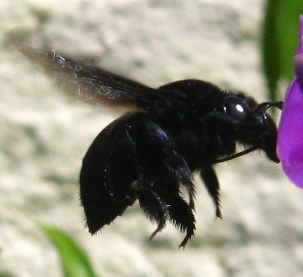 Mamangava | Project Noah