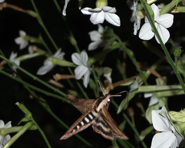 Wild Cherry or Laurel Sphinx Moth | Project Noah