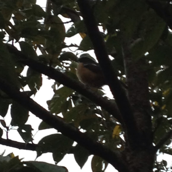 Southern Boubou | Project Noah