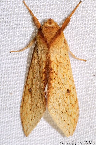 Orange Tiger Moth | Project Noah