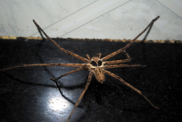 Brown Huntsman spider or Laya | Project Noah
