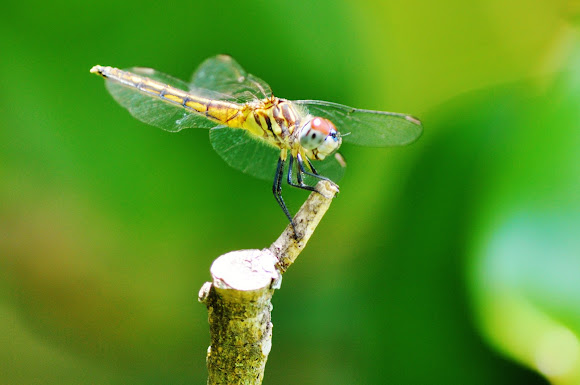 Blue Dasher, female | Project Noah