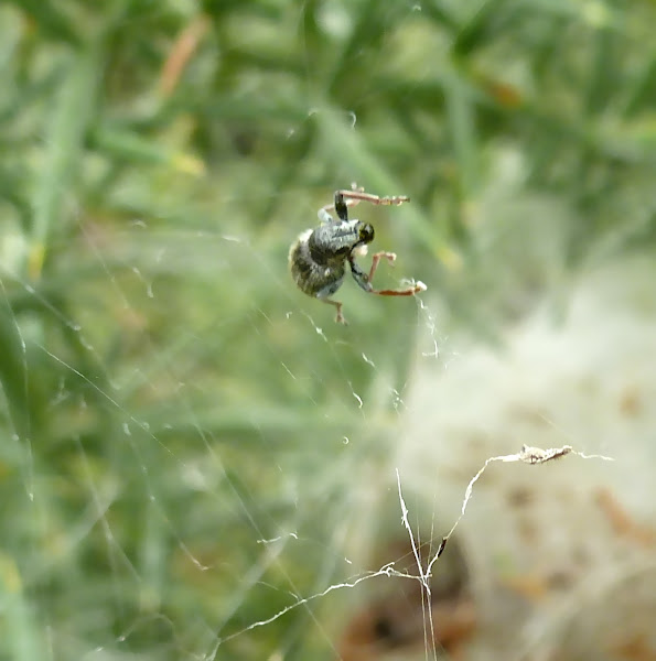 Labyrinth Spider | Project Noah
