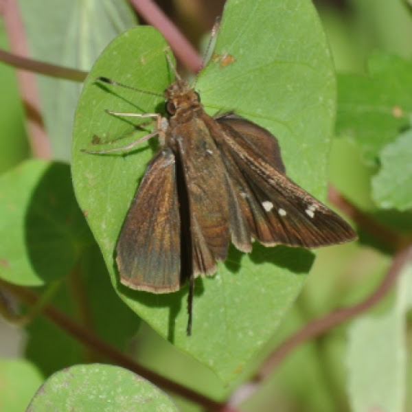 Clouded Skipper | Project Noah