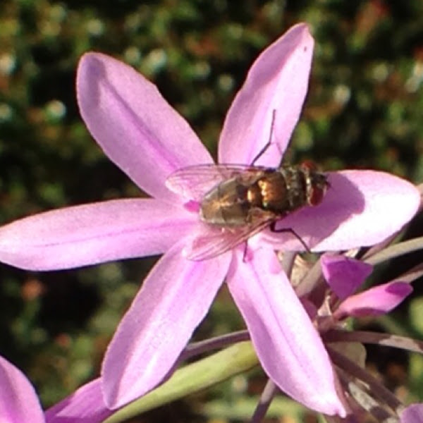 Common Housefly | Project Noah