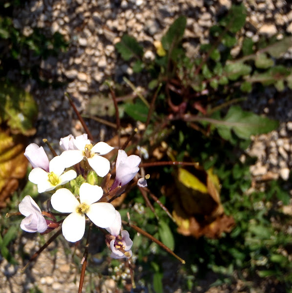 Jaramago blanco, oruga silvestre | Project Noah