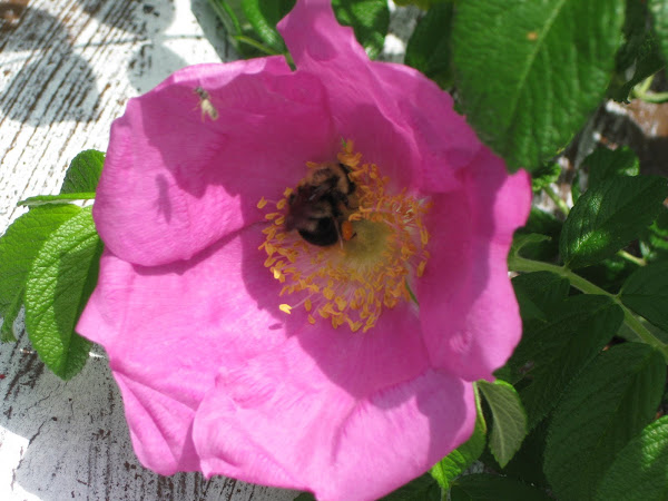 Two-spotted Bumble Bee | Project Noah