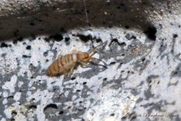 Slender Springtail | Project Noah