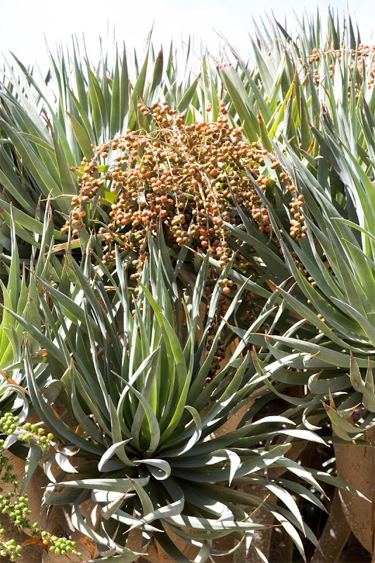 Dracaena - JungleKey.fr Image #50