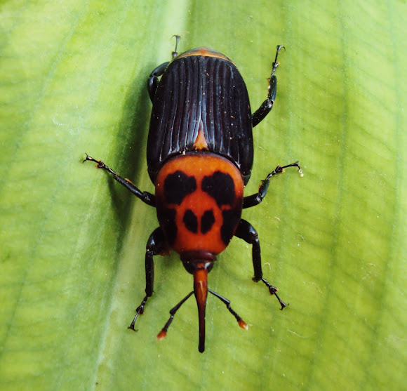Asian Palm Weevil | Project Noah