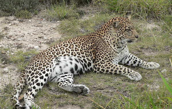 Leopard | Project Noah