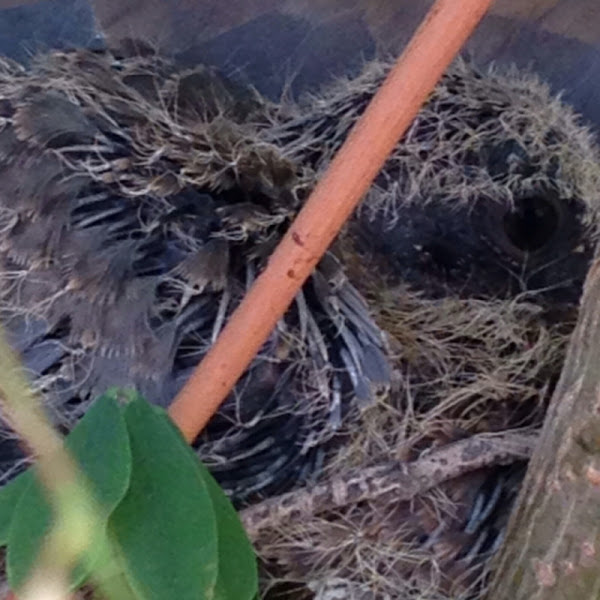 Hamama in Arabic pigeon or turtle dove | Project Noah