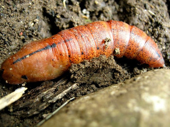 Oleander Hawk Moth Pupa | Project Noah