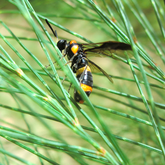 Swamp She-oak | Project Noah