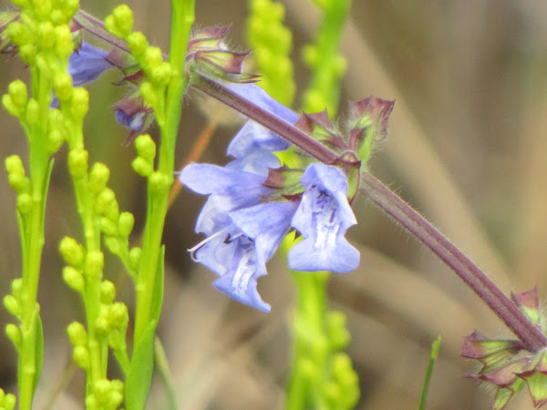 Lyre-leaf sage | Project Noah