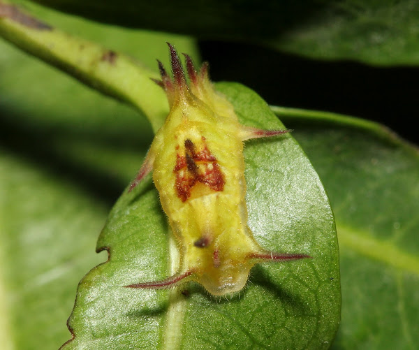 Limacodidae Caterpillar | Project Noah