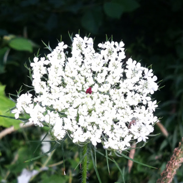 Spotting | Project Noah