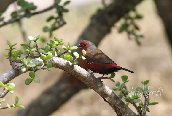 African firefinch | Project Noah