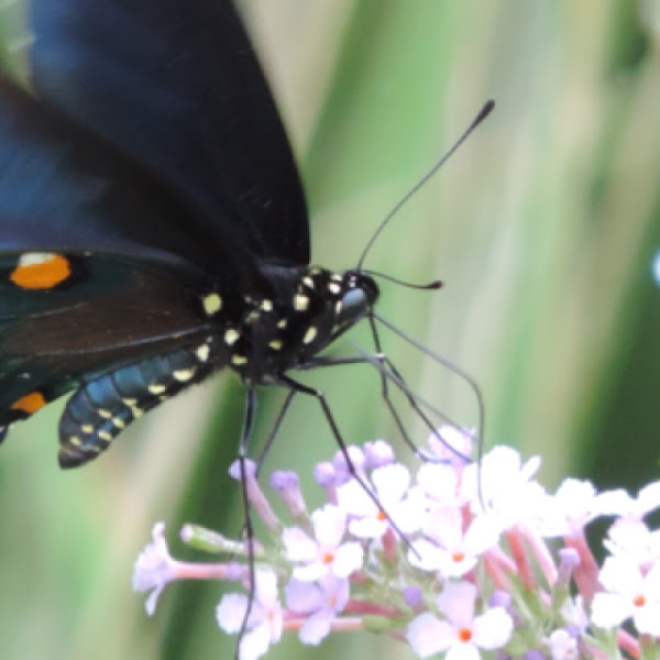 Pipevine Swallowtail male | Project Noah