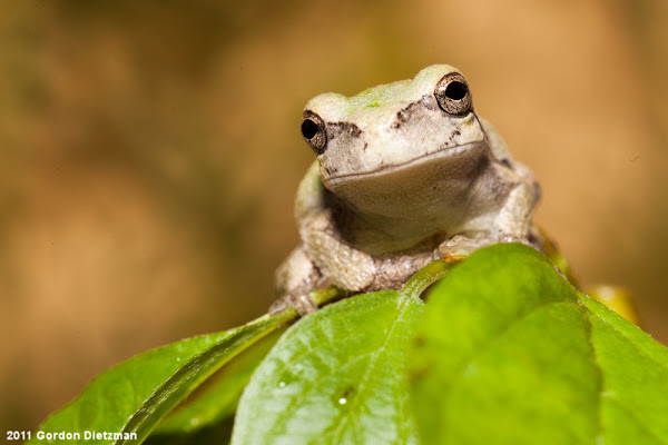 North American Tree Frog | Project Noah