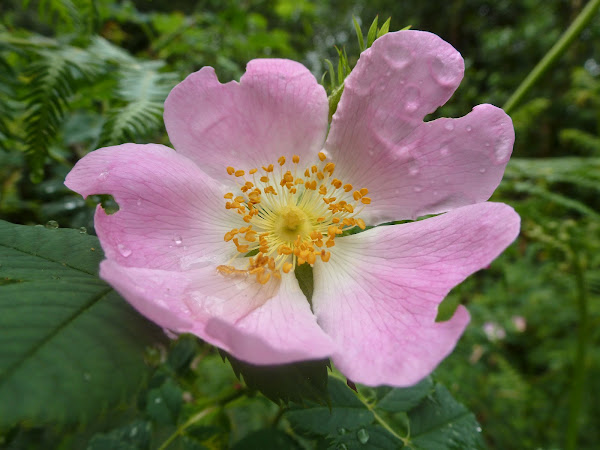Native Irish Dog Rose | Project Noah